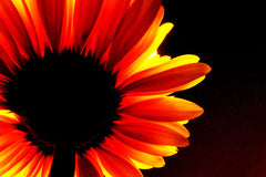 Irisis (L) - Ogata Korin - c1701 Edo Period - Japanese National ...