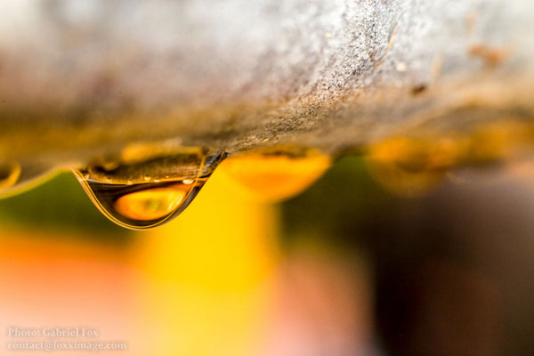 Drop by Gabriel Fox | Buy Posters, Frames, Canvas & Digital Art Prints ...