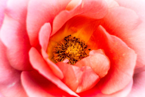 Pink by Gabriel Fox | Buy Posters, Frames, Canvas & Digital Art Prints ...