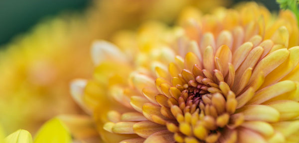Autumn Yellow by Frédéric Gombert | Buy Posters, Frames, Canvas ...